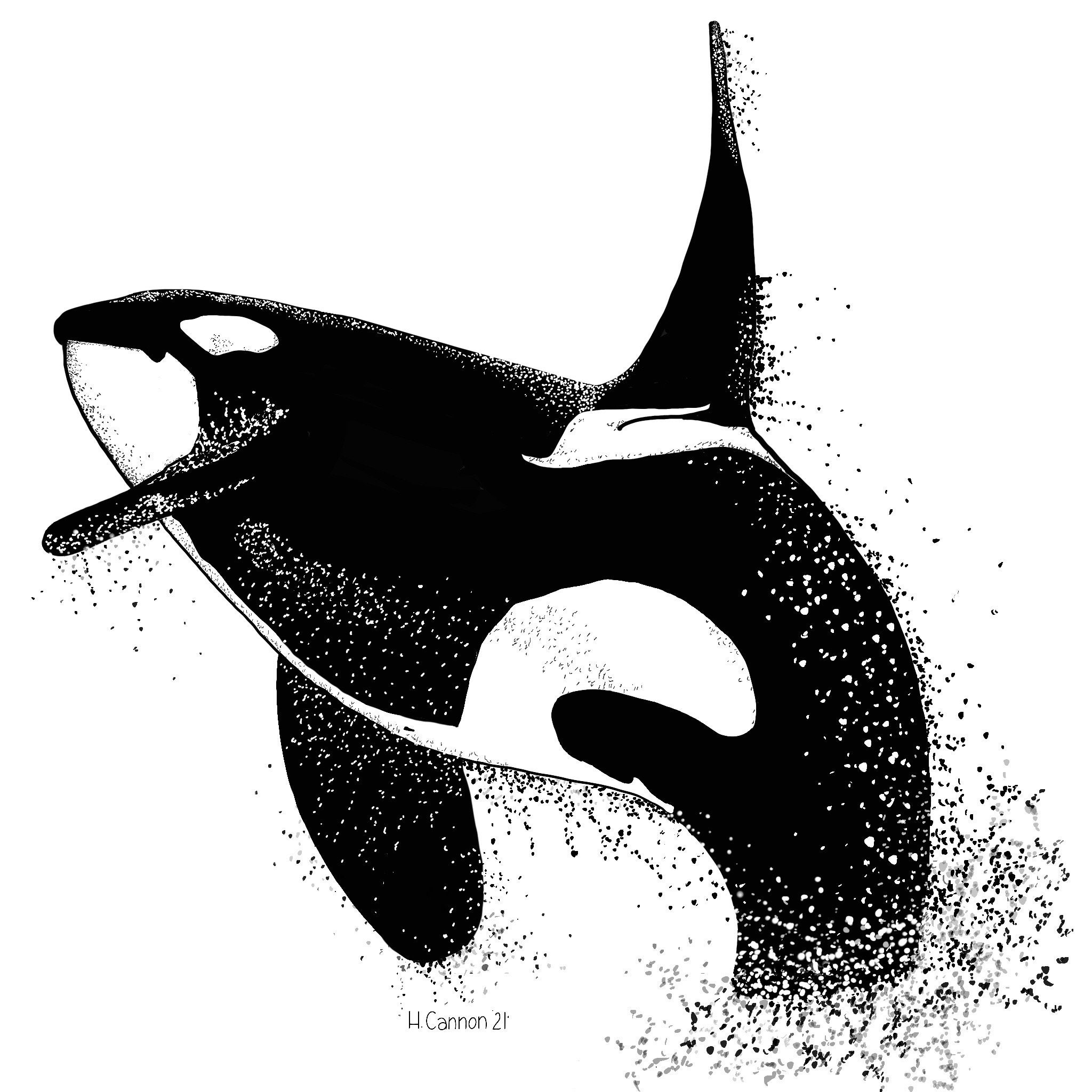 Orca Killer Whale Thank You or Blank Note Card J27 Blackberry, 3.5" X 5 ...