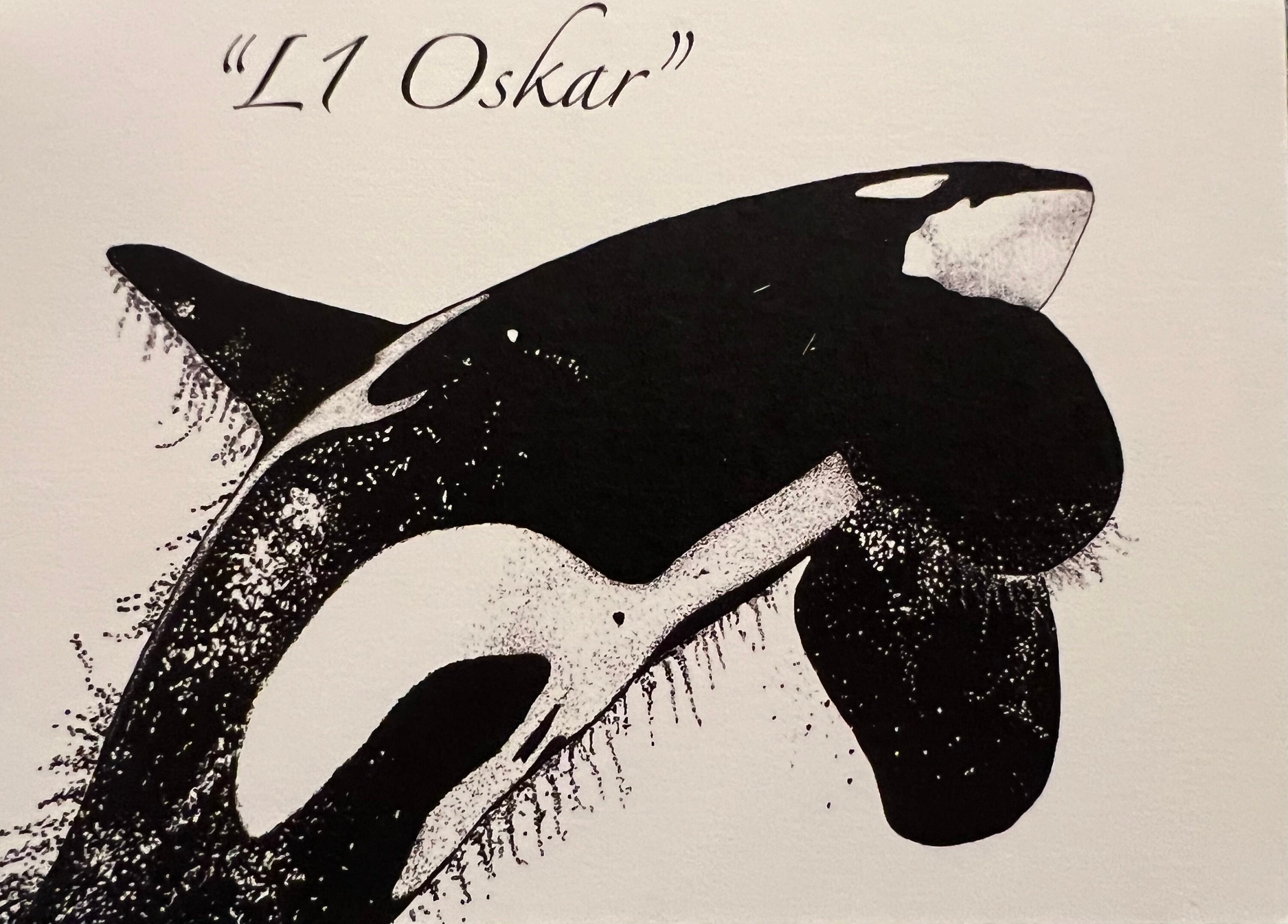 Orca Killer Whale Blank 3.5" X 5" Notecard Gift Thank You Happy ...