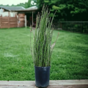 Live Horsetail Reed Plant- Equisetrum Hyemale | Unique Greenery for ...