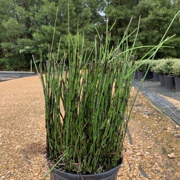 Live Horsetail Reed Plant- Equisetrum Hyemale | Unique Greenery for ...