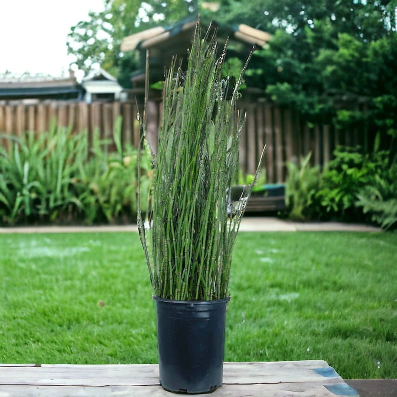 Live Horsetail Reed Plant- Equisetrum Hyemale | Unique Greenery for ...