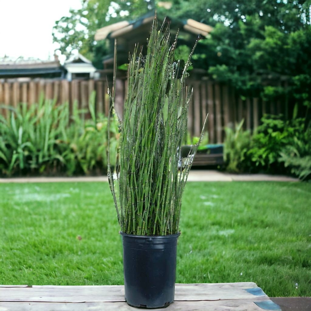 Live Horsetail Reed Plant- Equisetrum Hyemale | Unique Greenery for ...