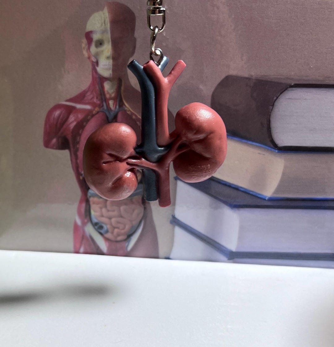 Kidney Keychain Decoration - Etsy