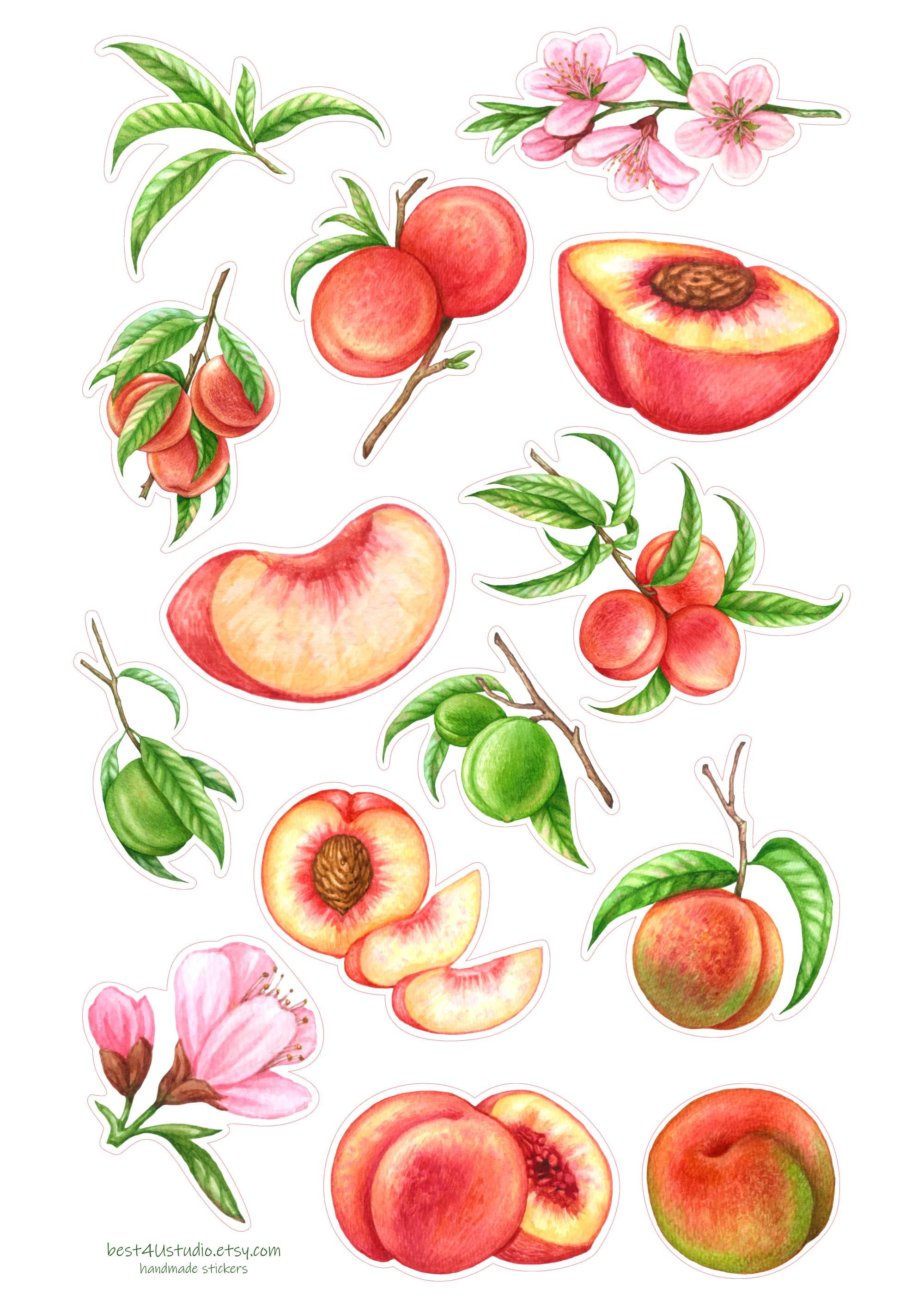 Peach Sticker Sheet: Botanical Fruit Garden Planner Decals - Etsy