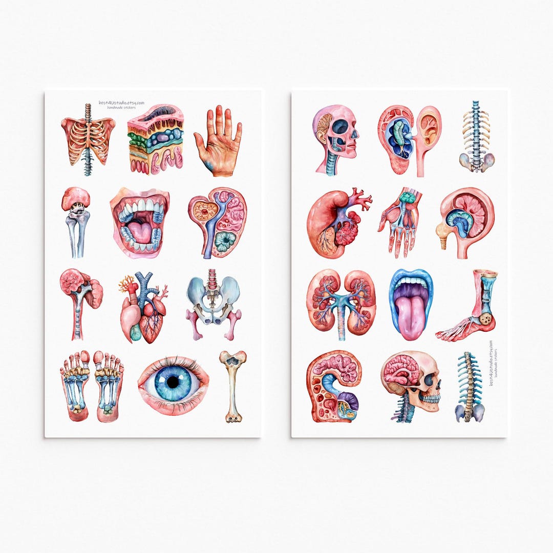 Anatomy Sticker Sheets Human Organs Bones Brain Heart Skeleton Study ...