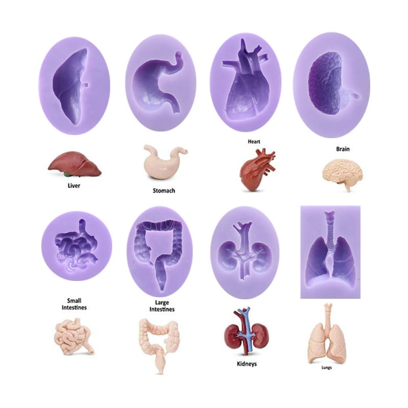 Halloween Human Internal Organs Silicone Mold Brain ,intestine ,kidney ...