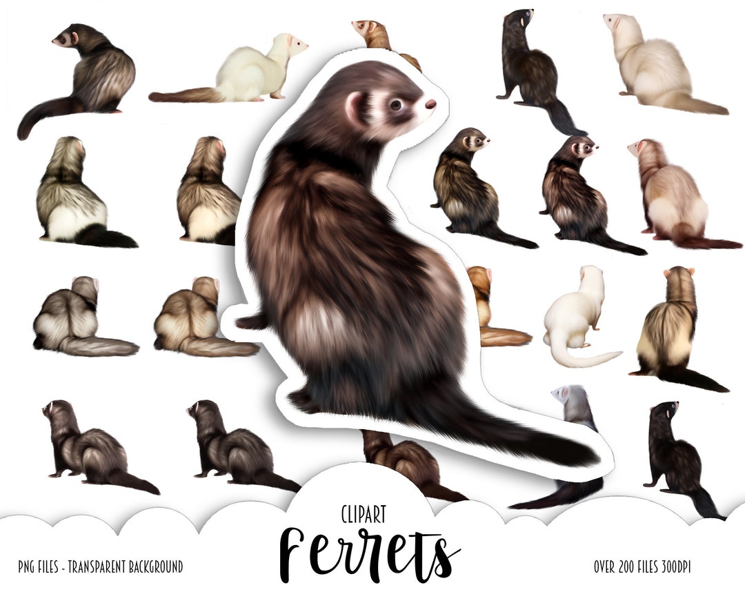 Digital Ferrets Clipart Set - Printable, Cute, and Realistic Animal ...
