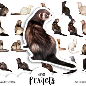 Digital Ferrets Clipart Set - Printable, Cute, and Realistic Animal ...