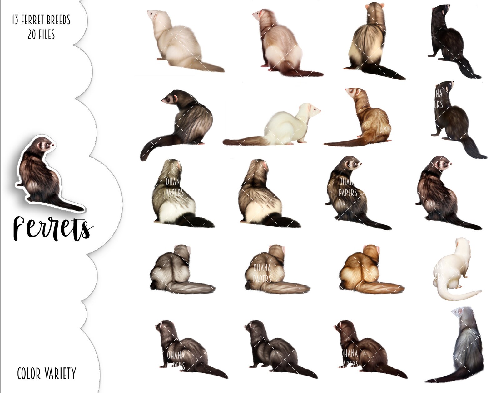 Digital Ferrets Clipart Set - Printable, Cute, and Realistic Animal ...