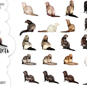 Digital Ferrets Clipart Set - Printable, Cute, and Realistic Animal ...
