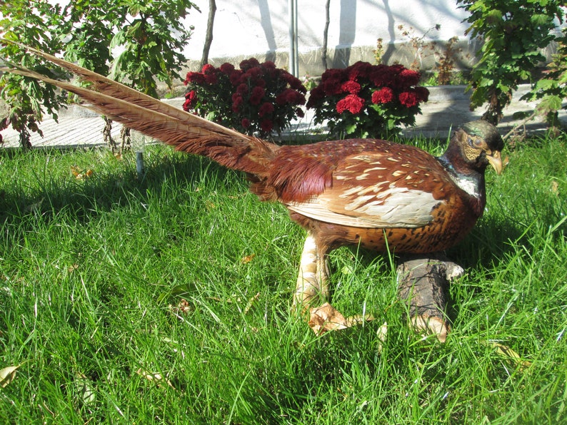 Taxidermy Pheasant Vintage Pheasant Taxidermy Bird Wall Etsy