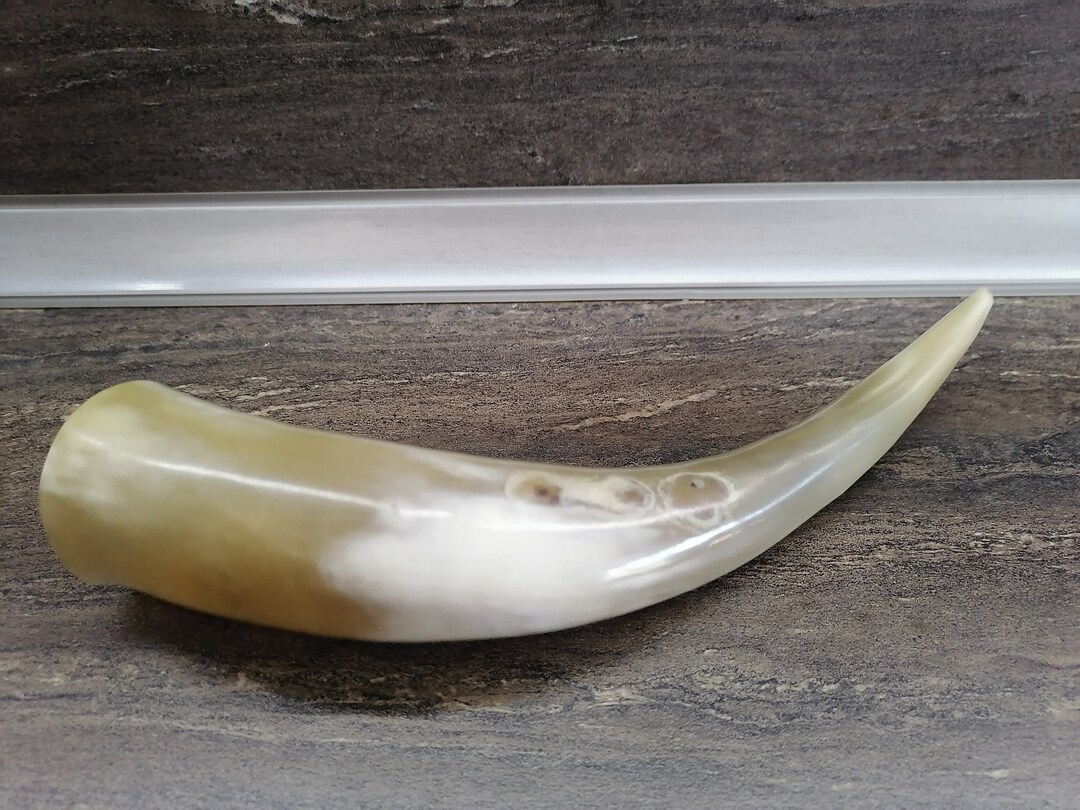 Cow Horn Old Horn Natural Horn Rustic Decor Hunting Decor - Etsy
