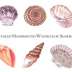 WATERCOLOR SEASHELLS Clipart Set With Six Beautiful Handpainted Shells ...