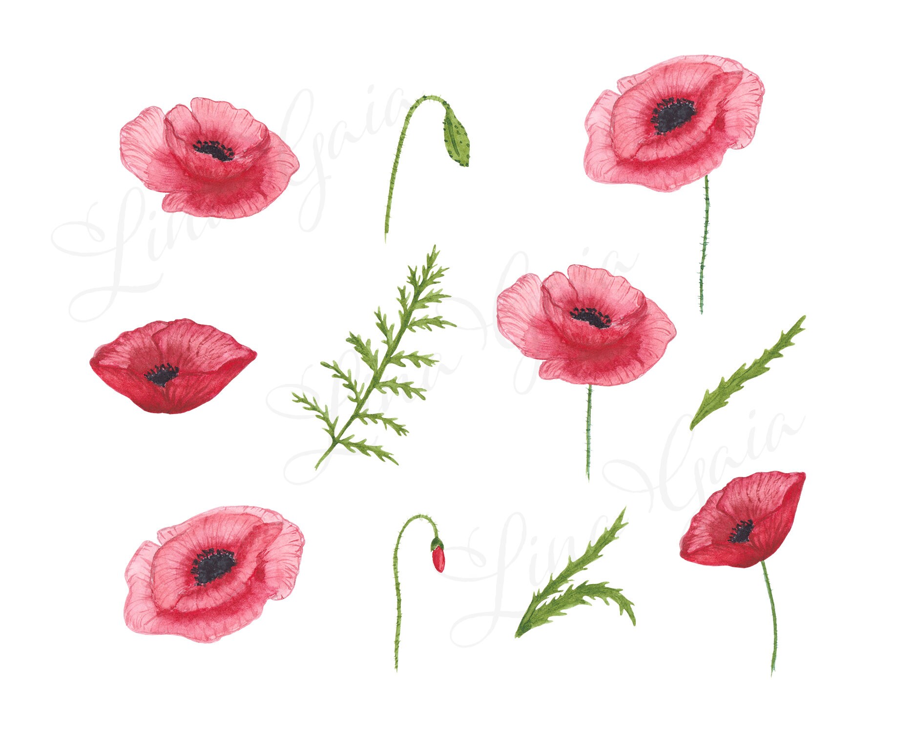 POPPIES & ROPE BUNDLE Watercolor Clipart Set With Floral Elements ...