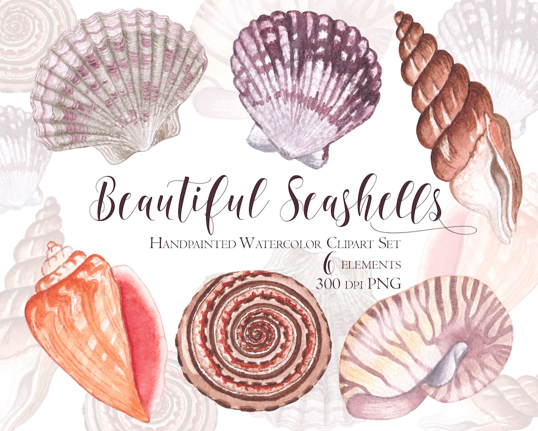 WATERCOLOR SEASHELLS Clipart Set With Six Beautiful Handpainted Shells ...