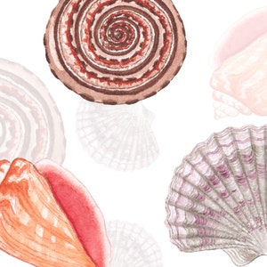 WATERCOLOR SEASHELLS Clipart Set With Six Beautiful Handpainted Shells ...