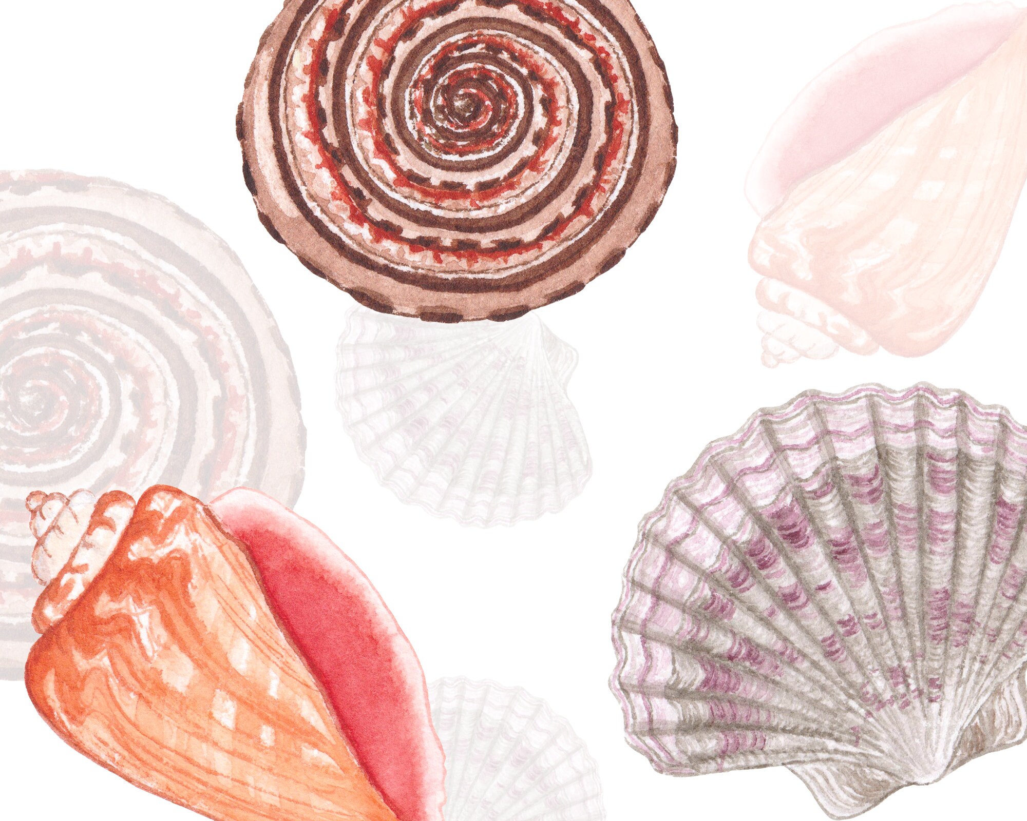 WATERCOLOR SEASHELLS Clipart Set With Six Beautiful Handpainted Shells ...