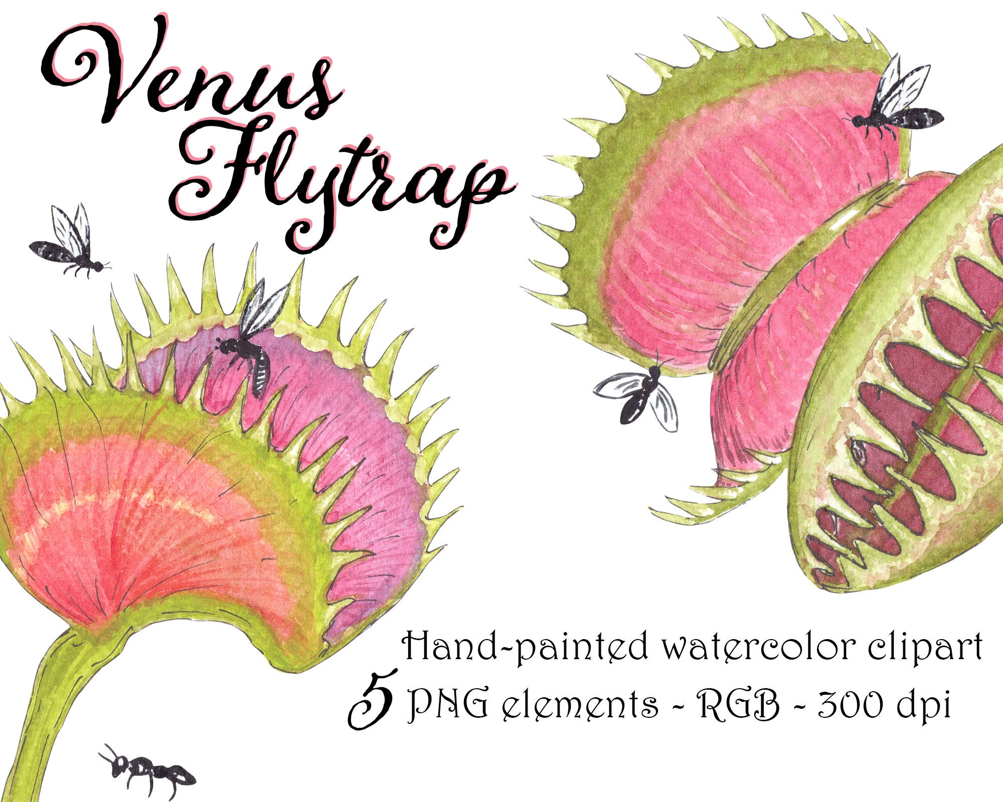 VENUS FLYTRAP Watercolor Clipart Set With Carnivorous Plant and Insect ...