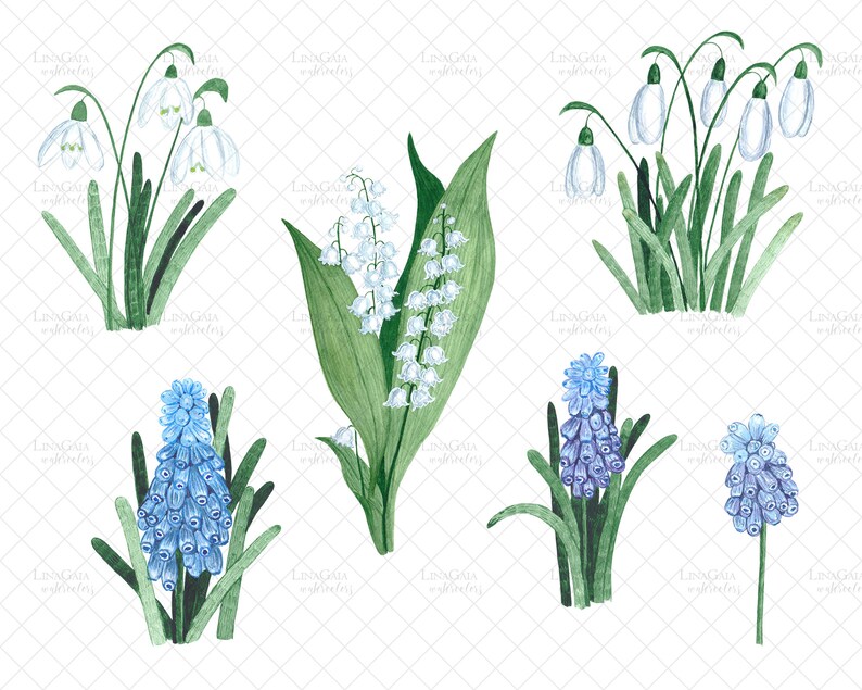 SPRING FLOWERS WATERCOLOR Clipart Set With Hyacinth,snowdrops, Lily of ...