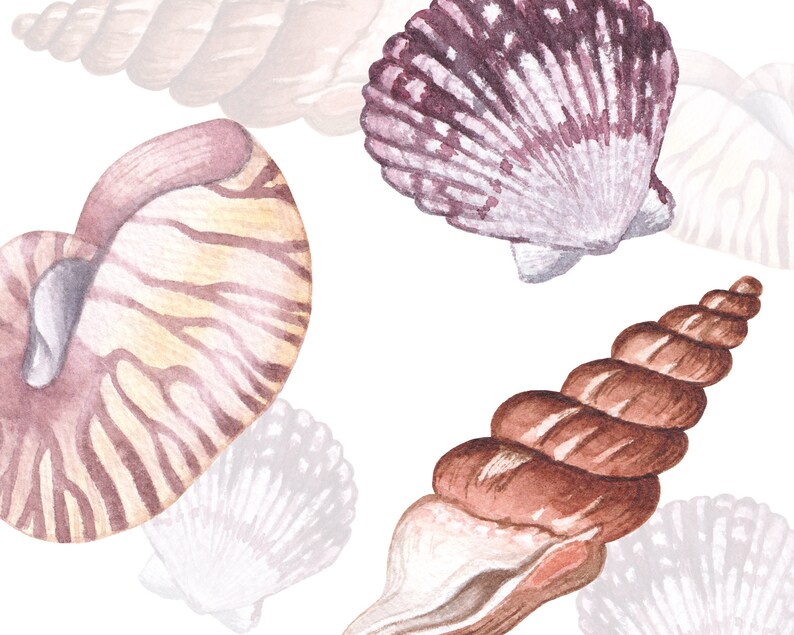 WATERCOLOR SEASHELLS Clipart Set With Six Beautiful Handpainted Shells ...