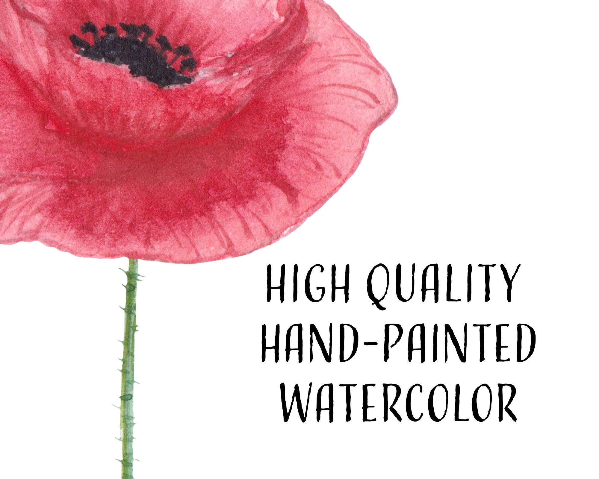 POPPIES & ROPE BUNDLE Watercolor Clipart Set With Floral Elements ...