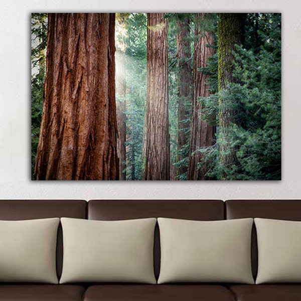 Redwood Tree Art - Etsy