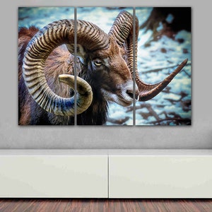 Ram Canvas Farmhouse Art Bighorn Sheep Canvas Wildlife Art Print ...