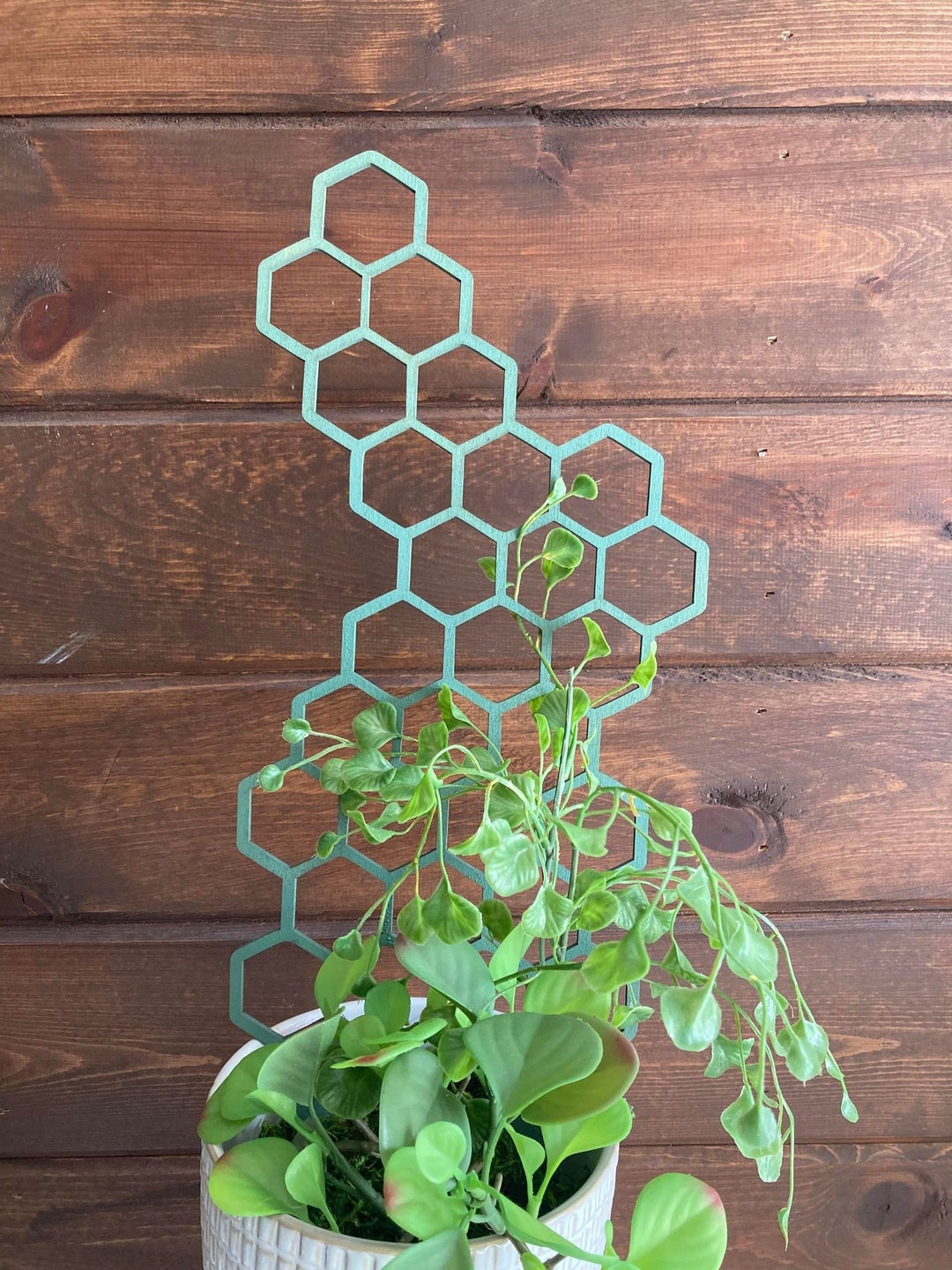 10'' 7'' 17'' Plant Trellis Stain Finish Clearcoat Honeycomb Houseplant ...