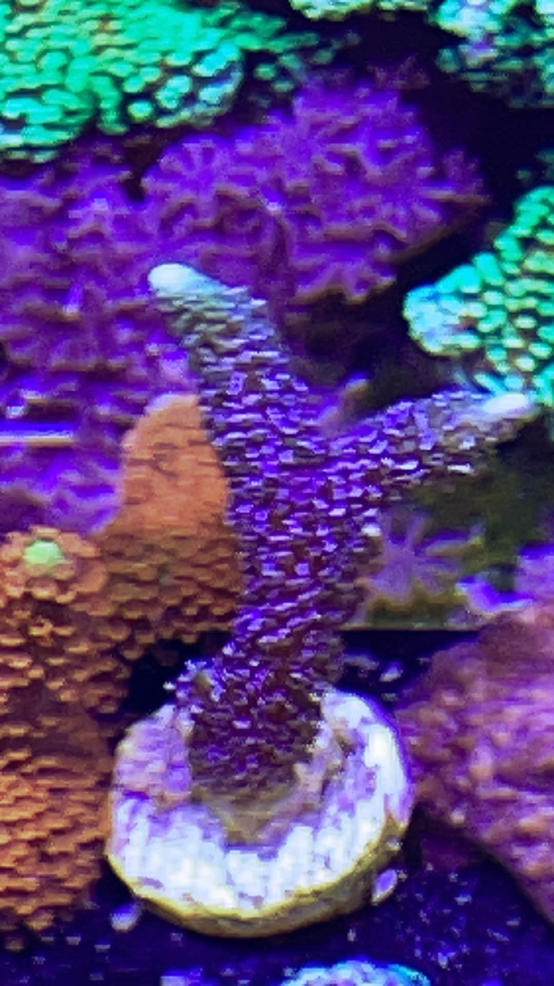 German Blue Digitata Frag Saltwater Decoration Fresh Cut (expedited and ...