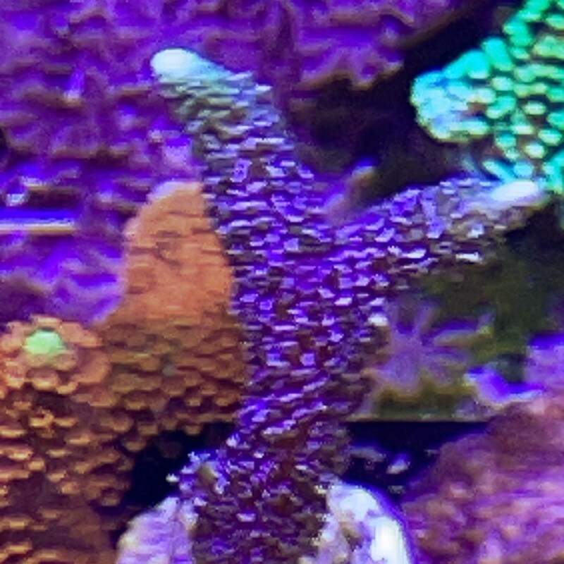 Saltwater Fish - Etsy