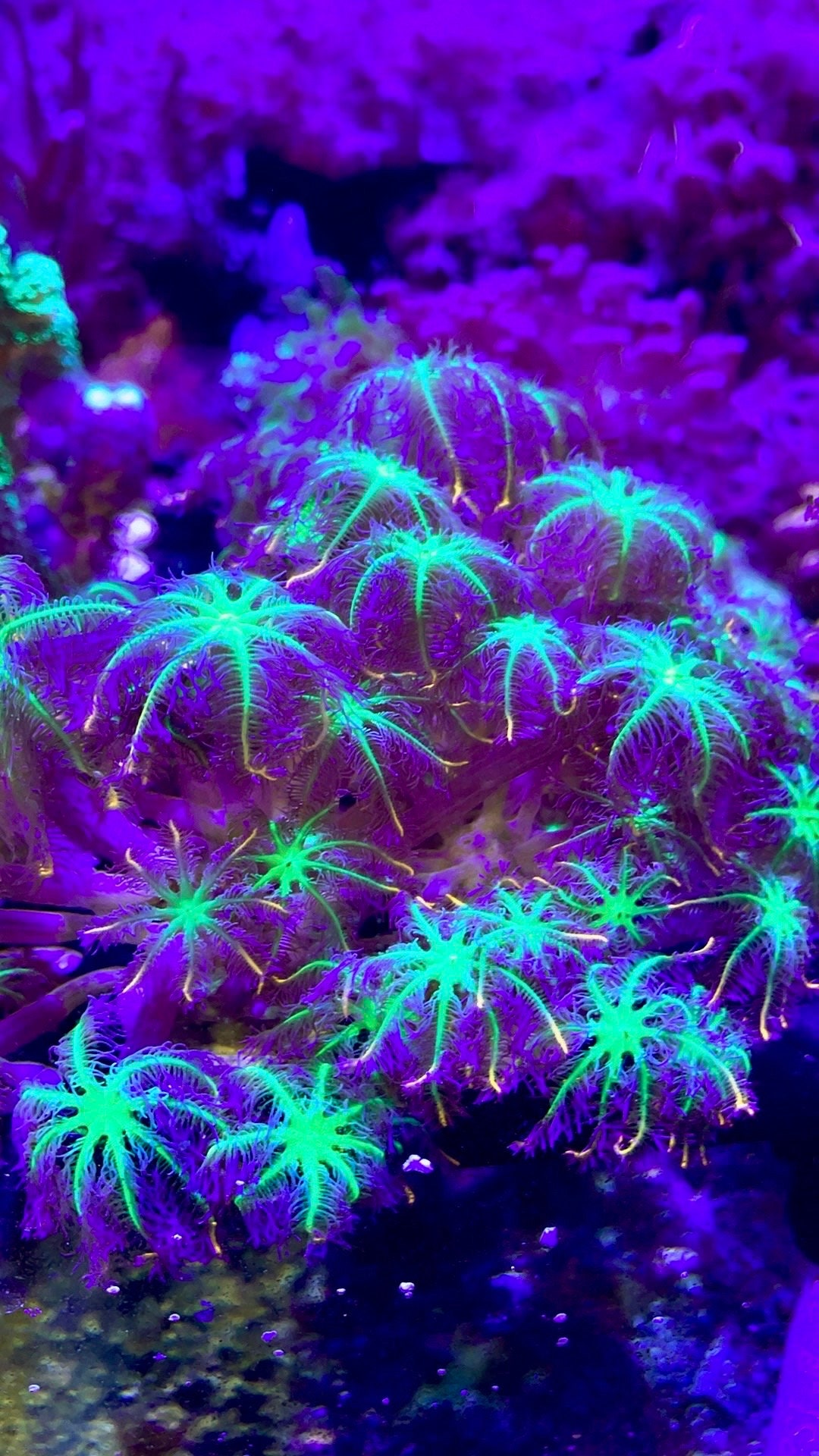 Firework Clove Polyps Zoa Frag Saltwater Decoration (expedited and ...