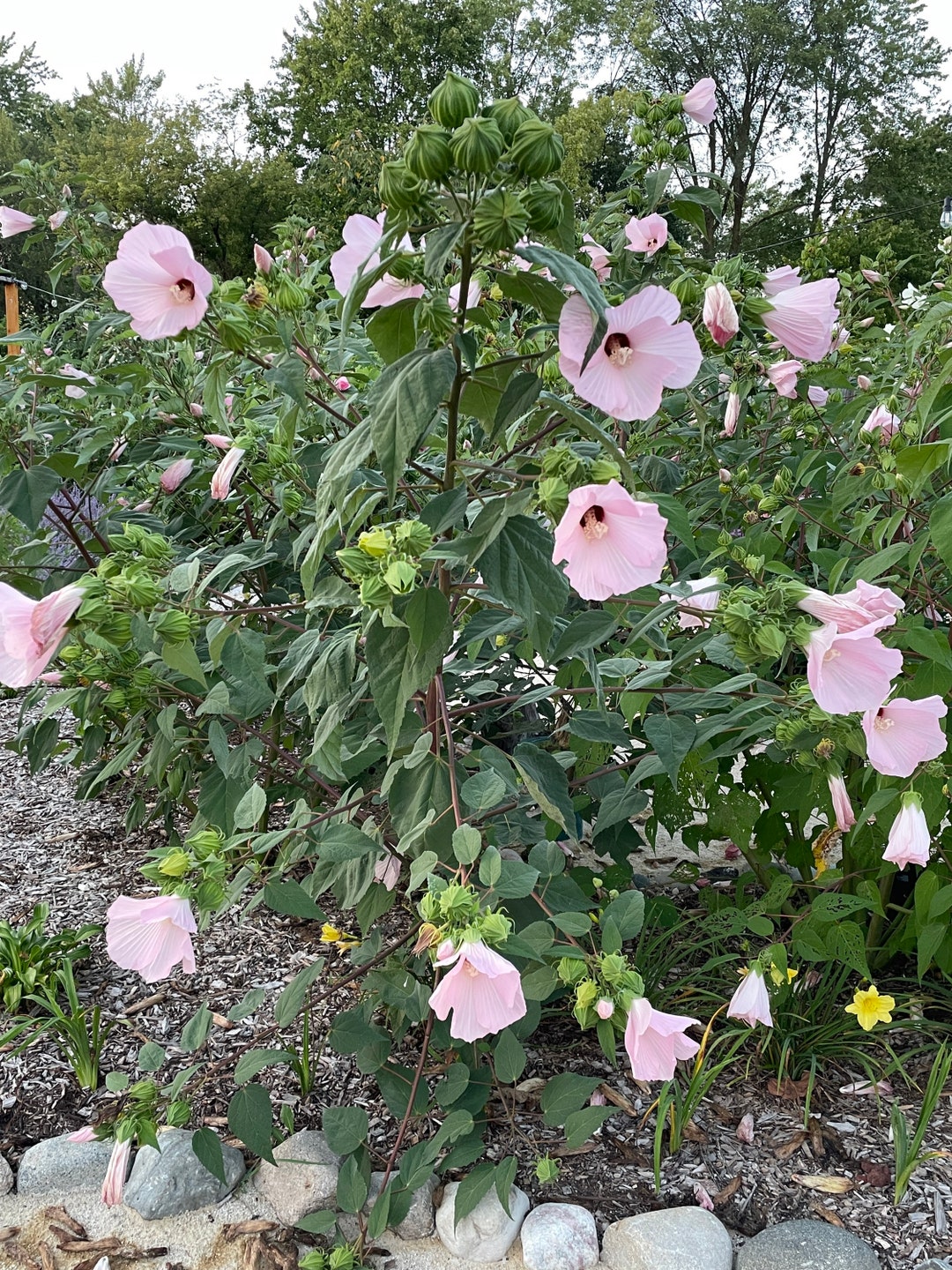 SALE Rose Mallow Hibiscus SEEDS Native Plants Seed Packet - Etsy Ireland