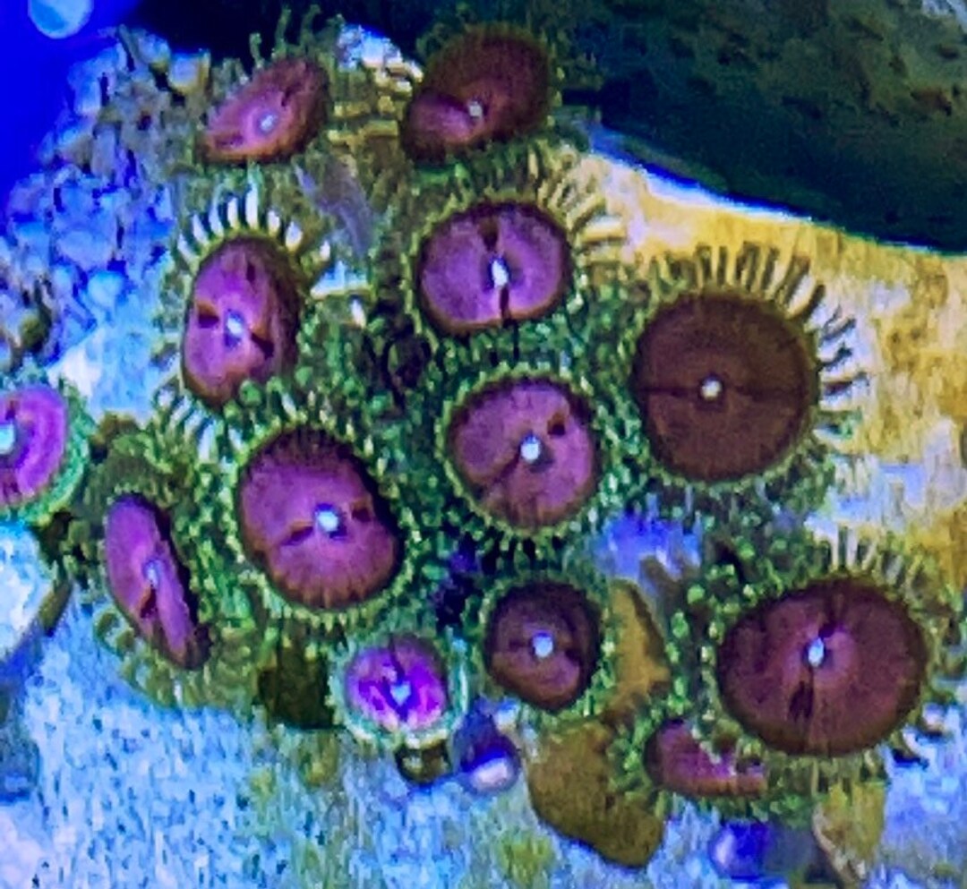 SALE Pink Diamond Zoa Frag Saltwater Decoration (expedited and Combined ...