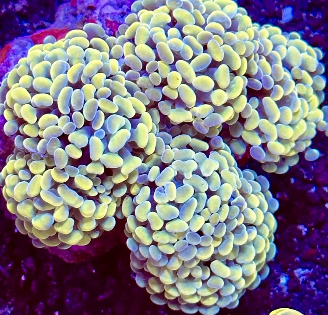 RAINBOW Hammer DOUBLE /TRIPLE Heads Saltwater Decoration (expedited and ...