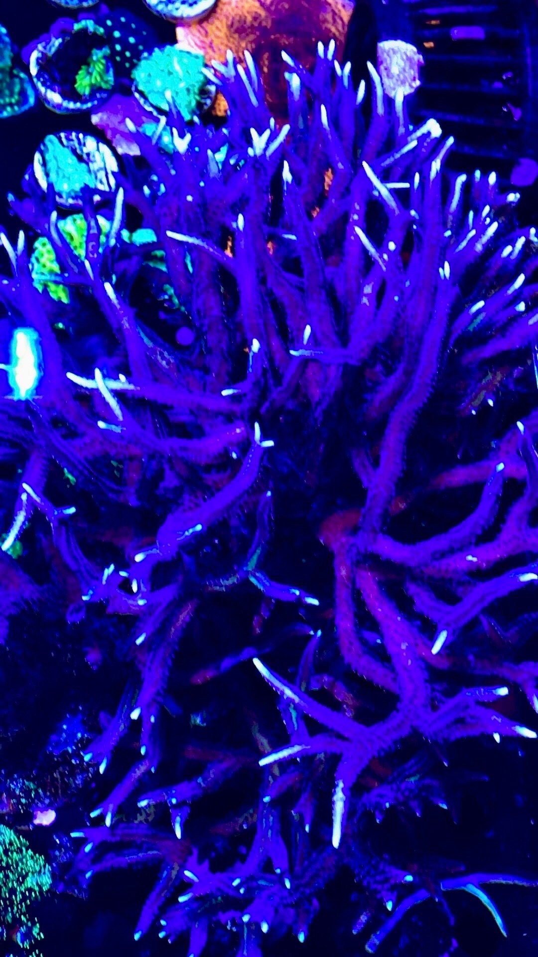 PINK Birdsnest Frag Saltwater Decoration (expedited and Combined ...
