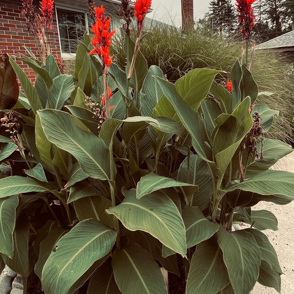 Canna Lily Seeds - Etsy