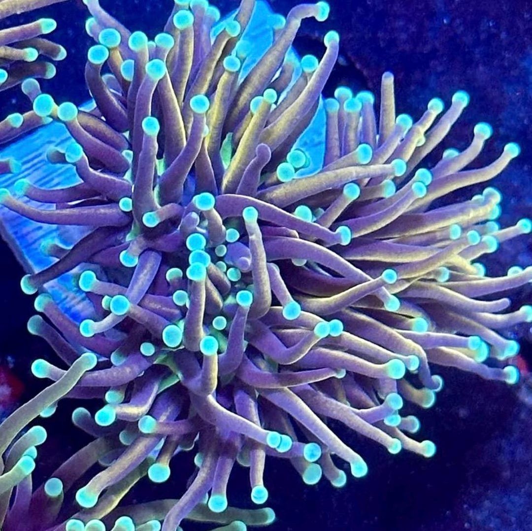 JESTER INSANITY TORCH Single Head Saltwater Decoration expedited and ...