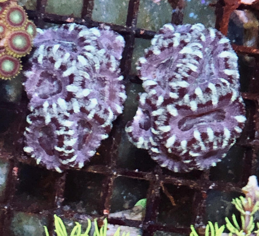 WYSIWYG STAR Mint ACAN Frag Saltwater Marine (left One Not Both) - Etsy