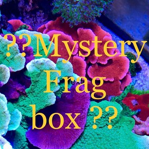 Live Fish Mystery Box - Etsy