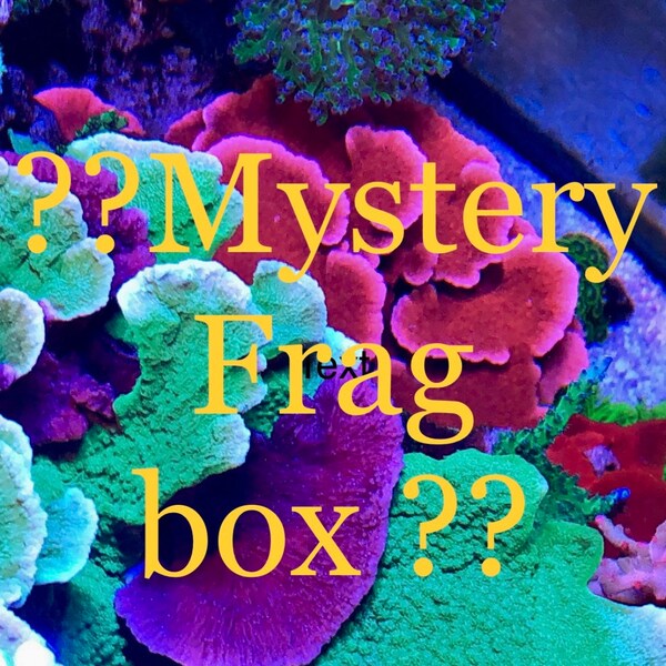 Live Fish Mystery Box - Etsy