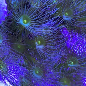SALE - Yellow Colonial Polyps Saltwater Decoration (expedited and ...