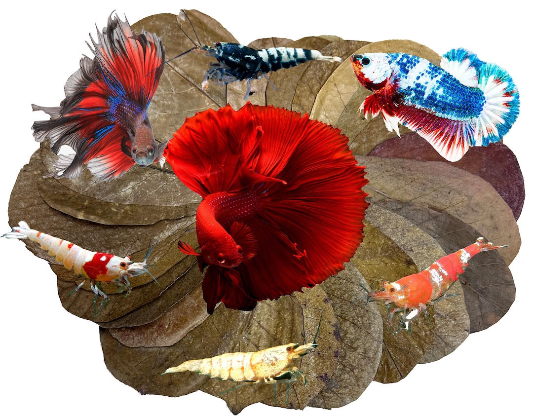 Betta Shrimp Catappa Leaves Indian Almond Leaf Aquarium Natural Habitat ...