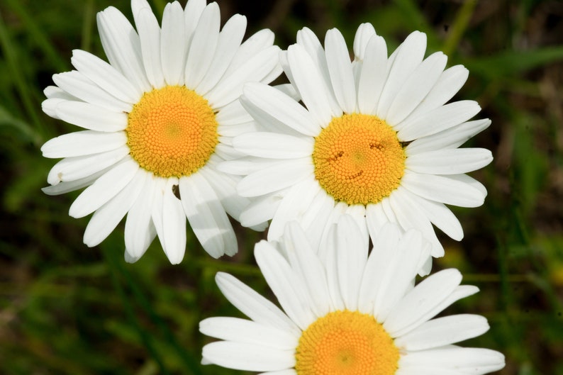 Smiling Daisy flower high resolution download file | Etsy