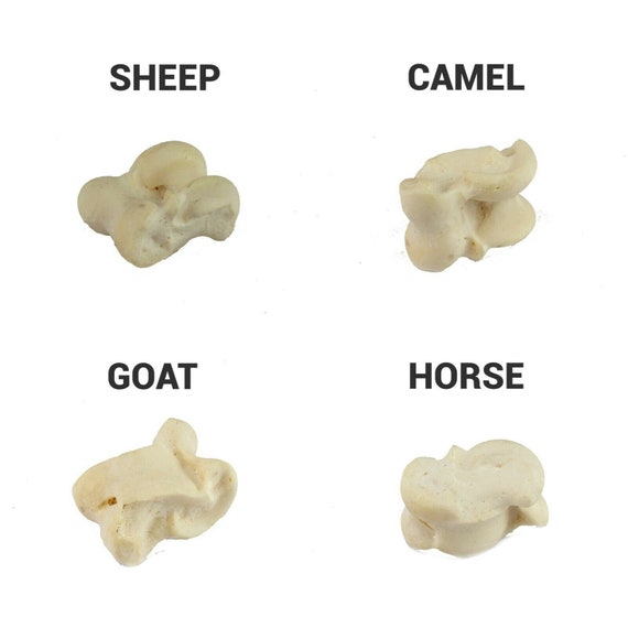 몽골의 놀이도구 이자 점술도구 샤가이 : 네이버 블로그