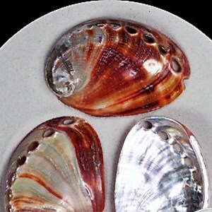 Abalone Red Sea Shells in Swirling Shades of Terracotta 2.5 to 3'' set ...
