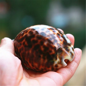 Tiger Cowrie Seashell Large Size: 7-8cm. for Arts & Crafts Table Decor ...