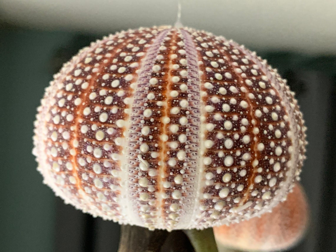 Floating Jellyfish in a Rare Colourful Cornish Shell Dressed - Etsy Canada