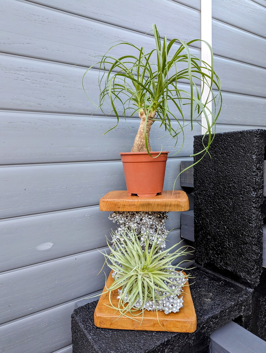 Metallic Abstract Plant Stand Including Plants Ponytail Palm ...