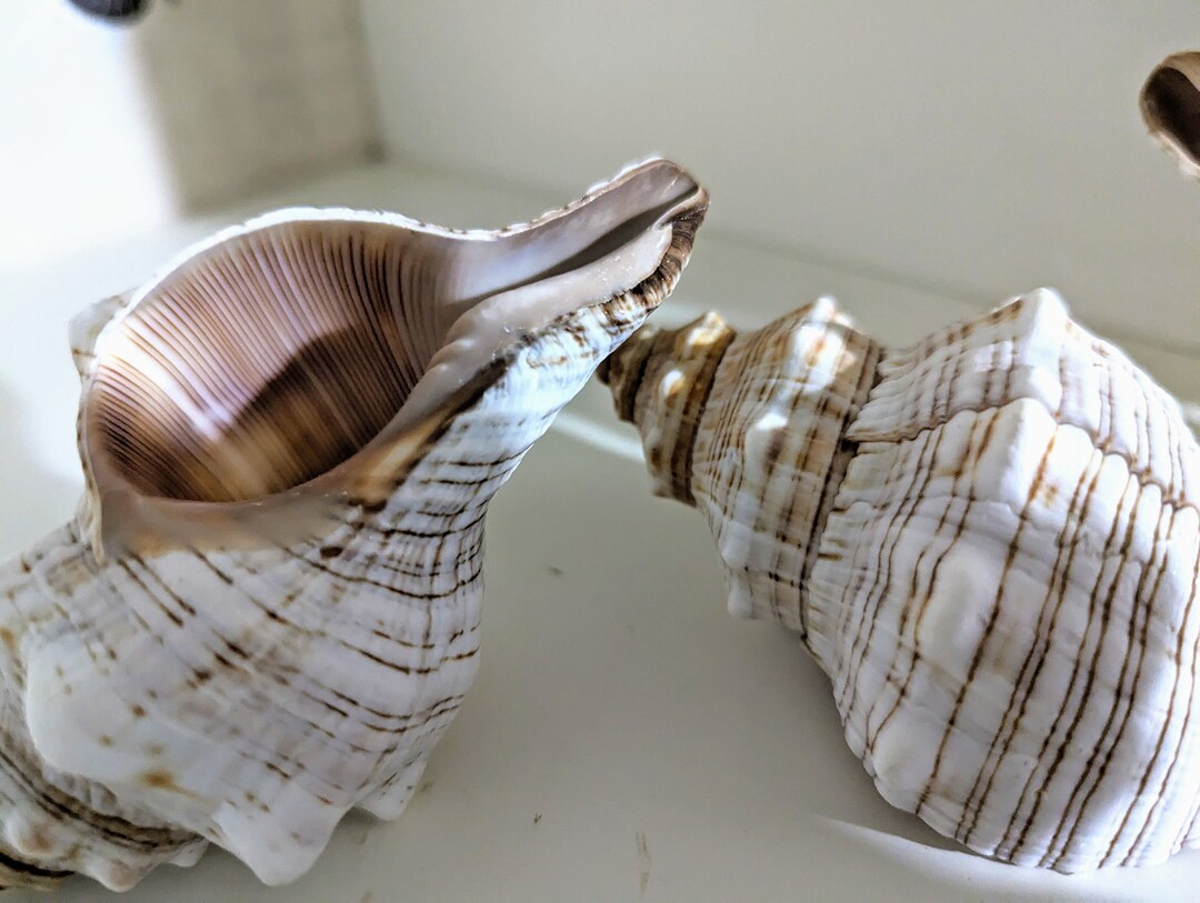 Fox Head/ Tulip Sea Shell Approx 10-12.5 Cm 4.5 5 Inches for Table ...