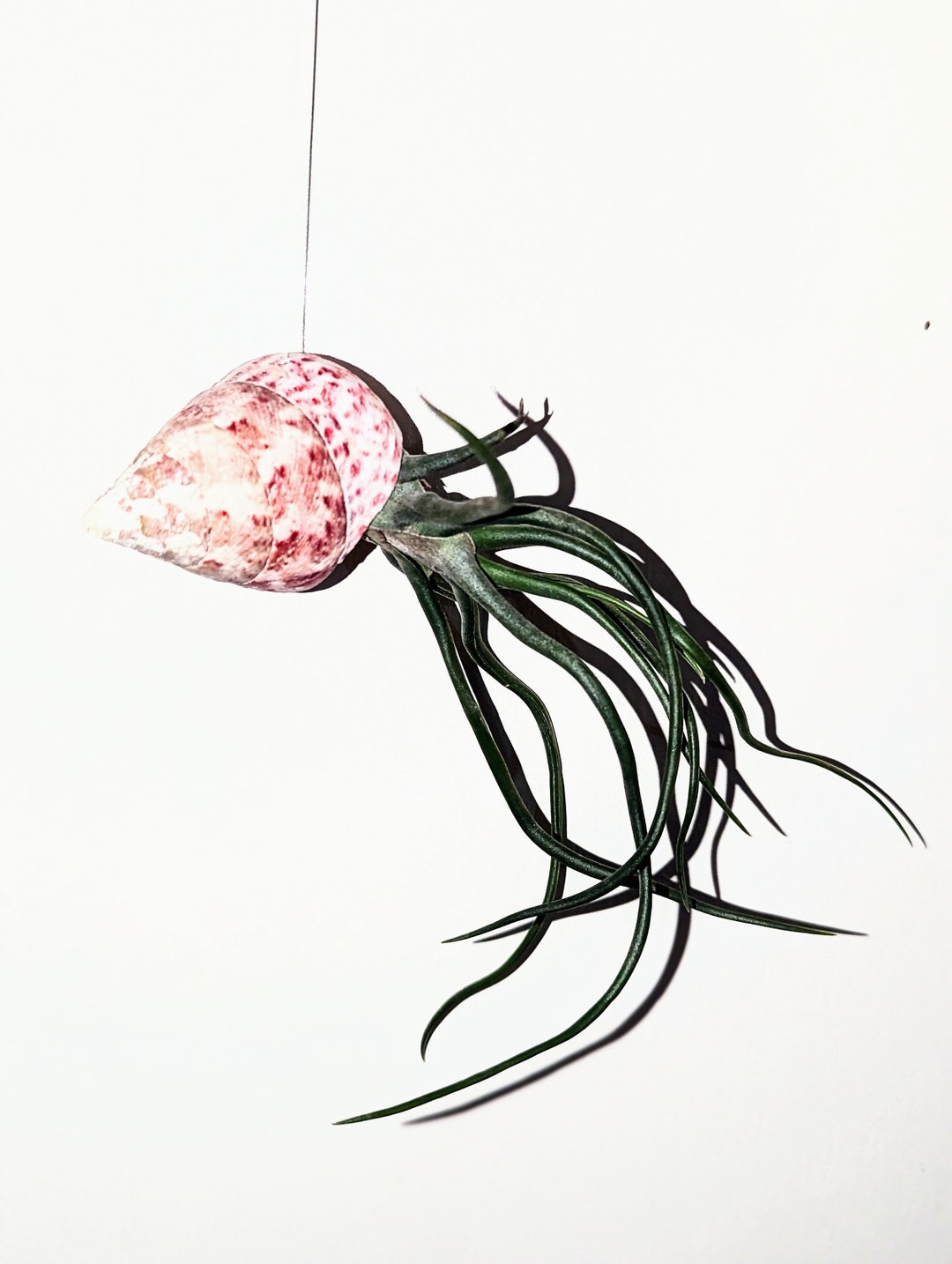 Floating Jellyfish in a Strawberry Troca Shell With Tillandsia Living ...